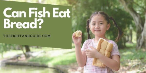 Can Fish Eat Bread? - Animal Dome