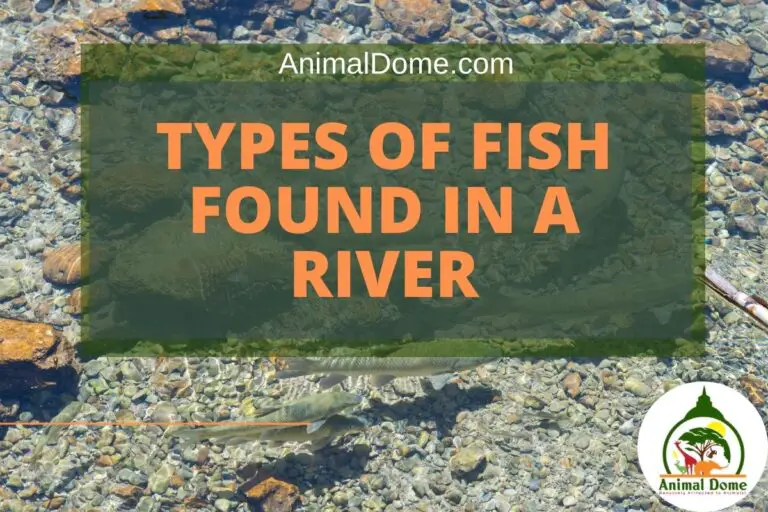 18 Types Of Fish That Can Be Found In The River (With Pictures ...
