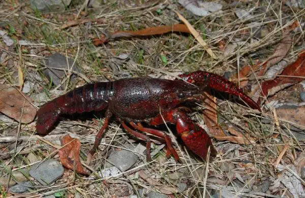 Which Animals Are Most Emotional And Sensitive? - Animal Dome