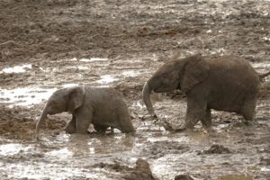 9 Animals That Wallow In Mud (With Pictures) - Animal Dome