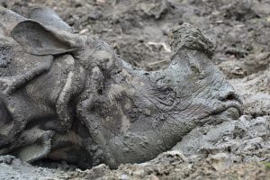 9 Animals That Wallow In Mud (With Pictures) - Animal Dome