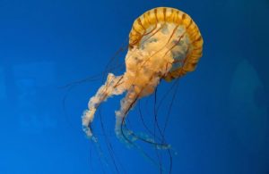 5 Reasons Why Animals Have Short Lifespans (With Other Amazing Facts ...