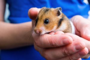 5 Reasons Why Animals Have Short Lifespans (With Other Amazing Facts ...