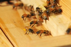 5 Reasons Why Animals Have Short Lifespans (With Other Amazing Facts ...