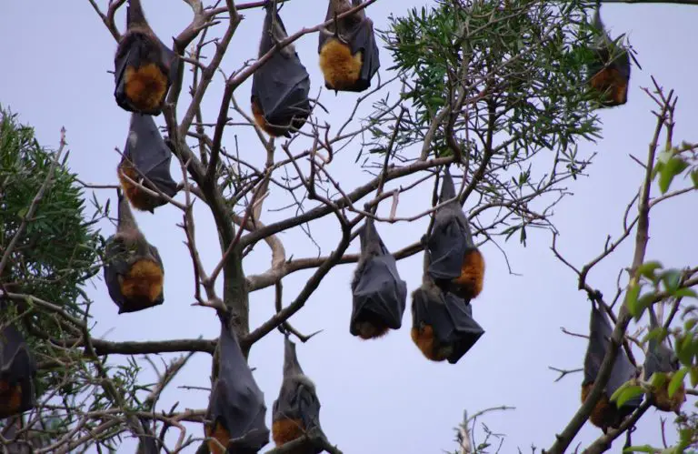 4 Different Reasons Why Bats Only Fly During Night (With Other Bat ...