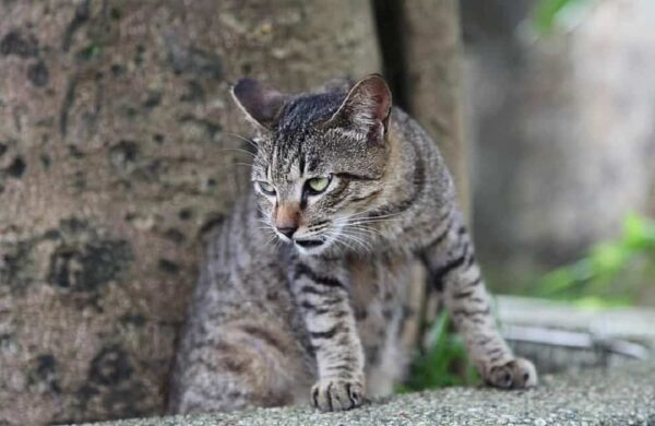 20 Pictures Of Different Cat Breeds While In Angry Mode - Animal Dome