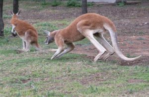 The Real Reason Why Kangaroos Fight (Box) With Each Other - Animal Dome