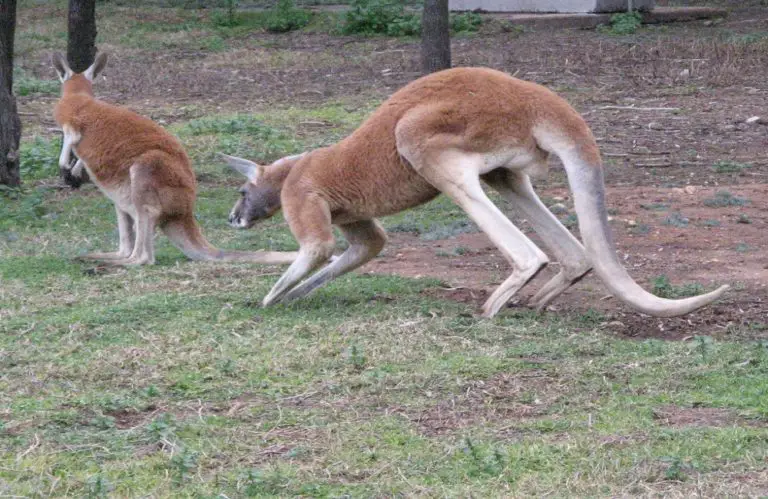 The Real Reason Why Kangaroos Fight (Box) With Each Other - Animal Dome