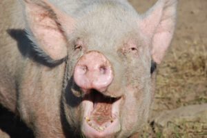 14 Animals That Laugh A Lot (With Pictures) - Animal Dome
