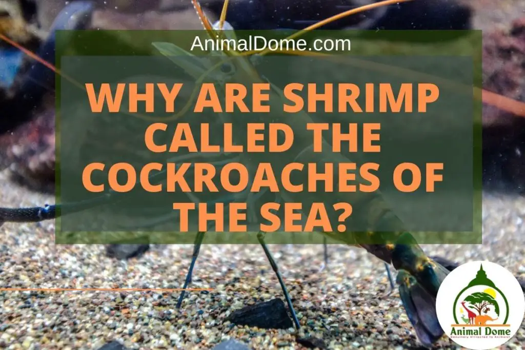 Why Are Shrimp Called The Cockroaches Of The Sea? [Explained] - Animal Dome