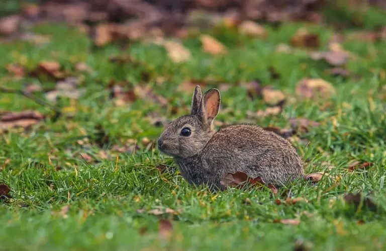 12 Animals That Hop To Move (With Pictures) – Animal Dome