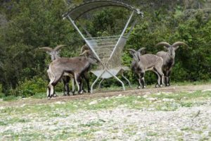 12 Animals That Hop To Move (With Pictures) - Animal Dome