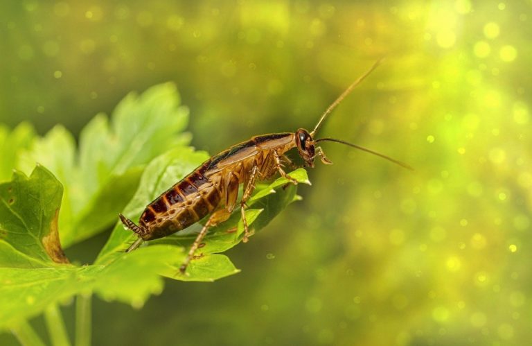 Why Are Shrimp Called The Cockroaches Of The Sea? Explained! – Animal Dome