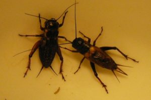 12 Animals That Hop To Move (With Pictures) - Animal Dome