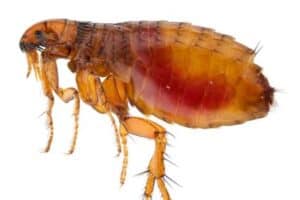 12 Animals That Hop To Move (With Pictures) - Animal Dome