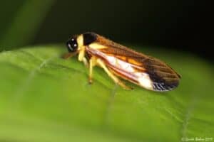 12 Animals That Hop To Move (With Pictures) - Animal Dome