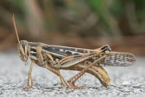12 Animals That Hop To Move (With Pictures) - Animal Dome