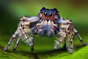 12 Animals That Hop To Move (With Pictures) - Animal Dome