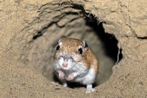 12 Animals That Hop To Move (With Pictures) - Animal Dome