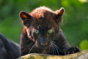 Can Panthers Be Kept As Pets? 16 Impressive Panther Facts – Animal Dome