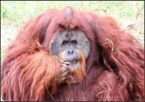 10 Amazing Animals That Can Recognize Themselves In Mirror (With ...