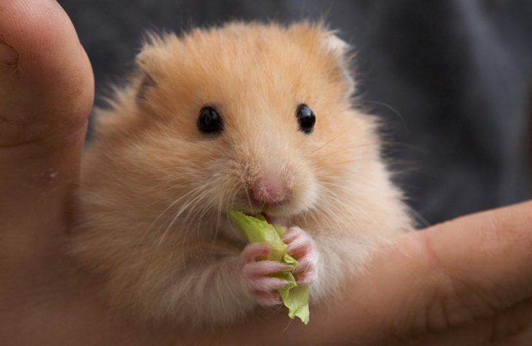 Do Hamsters Love Their Owners? - Animal Dome