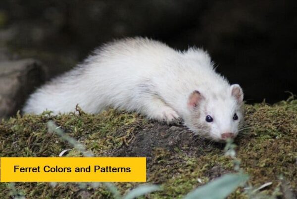 Ferret Colors and Patterns - Animal Dome