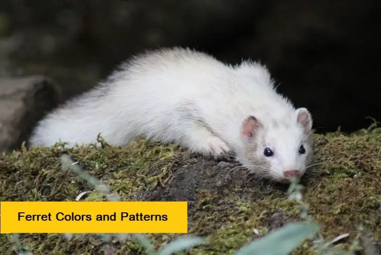 Ferret Colors and Patterns - Animal Dome