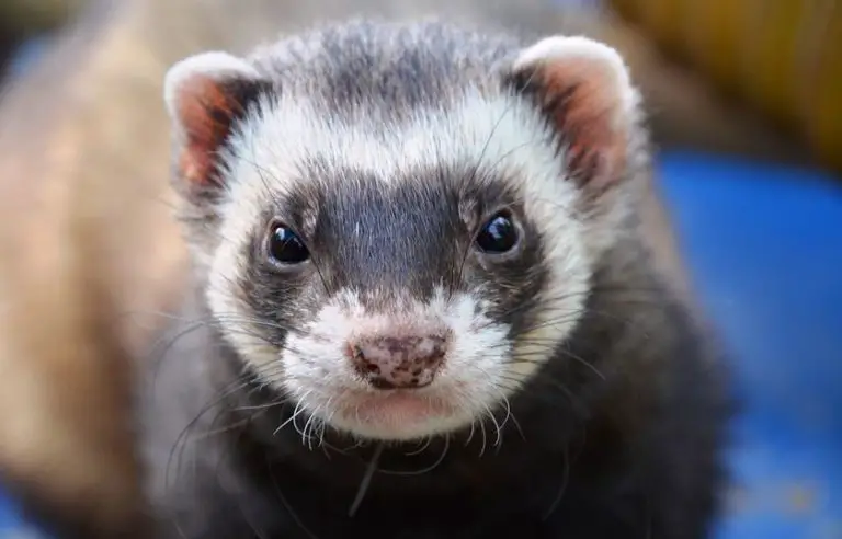How To Keep Ferrets as Pets - Everything You Need to Know - Animal Dome
