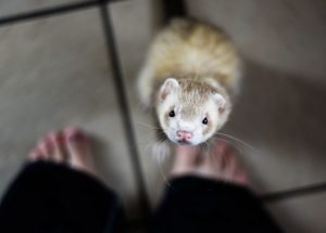 How To Keep Ferrets as Pets - Everything You Need to Know - Animal Dome