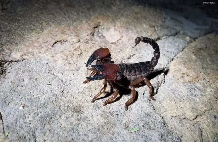 Can Scorpions Sting Themselves? This Is The Answer! - Animal Dome