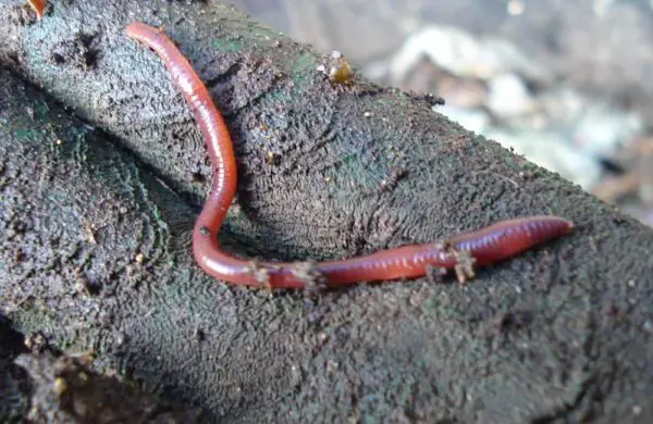 Why Do Earthworms Die When Salt Is Sprinkled On Them? - Animal Dome