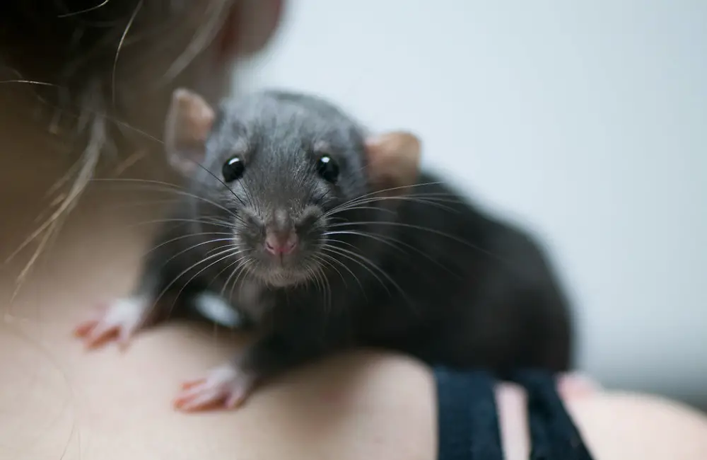 Why Do Rats Eat Soap Kinda Funny Why Animal Dome Why Do Rats Eat Soap Kinda Funny Why Animal Dome