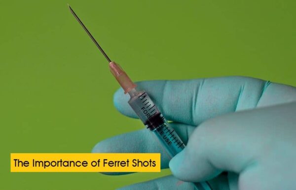 Importance of Ferret Shots - Animal Dome