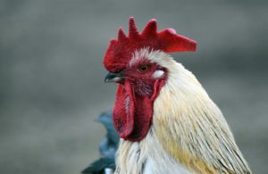 Why Do Chickens Walk Backwards? One Way To Stop This! - Animal Dome