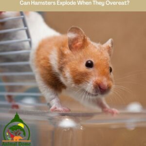 Why Do Hamsters Explode? The Truth! - Animal Dome