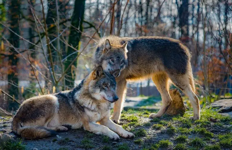 Can Wolves Get Kicked Out Of Their Pack? - Animal Dome