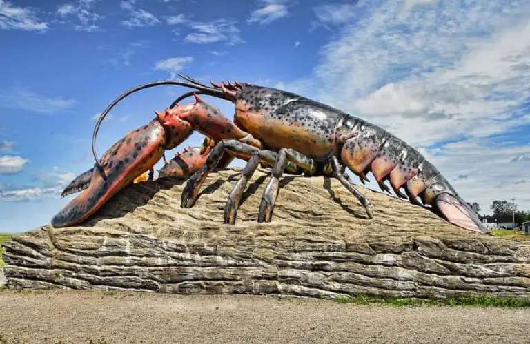 Why Do Lobsters Have Two Different Claws? - Animal Dome