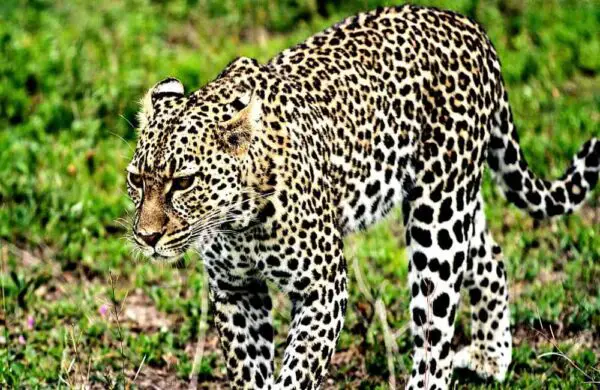 Can Leopards Be Pets? 12 Amazing Things About Raising Leopards ...