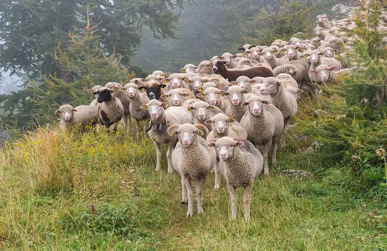 Why Do Sheep Stand Still In The Rain? - Animal Dome