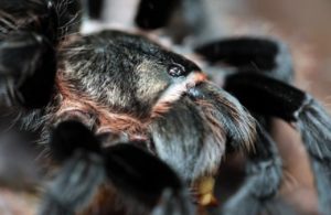 Do Cats Eat Spiders - Toxic Insects Or Healthy Treat? - Animal Dome