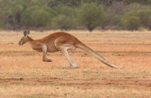 Why Do Kangaroos Play With Their Balls? hehe - Animal Dome