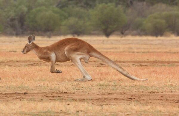 Why Do Kangaroos Play With Their Balls? hehe - Animal Dome