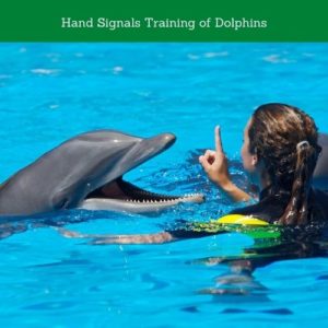 The Real Reason Why Dolphins Are Friendly To Humans (And Other Dolphin ...