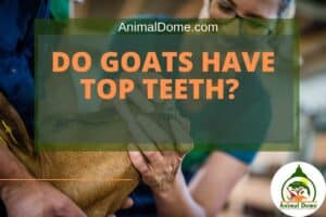 Do Goats Have Top Teeth? Bahhh No! (Read Why) - Animal Dome