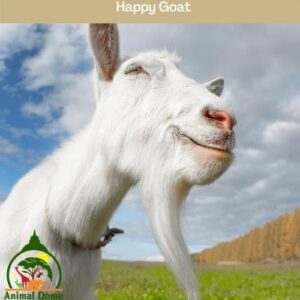 Why Do Goats Wag Their Tails? - Animal Dome