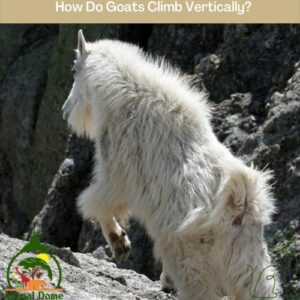 How Do Goats Climb? - Animal Dome