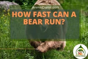 How Fast Can A Bear Run? - Animal Dome