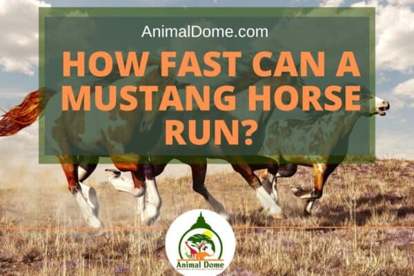How Fast Can a Mustang Horse Run? - Animal Dome