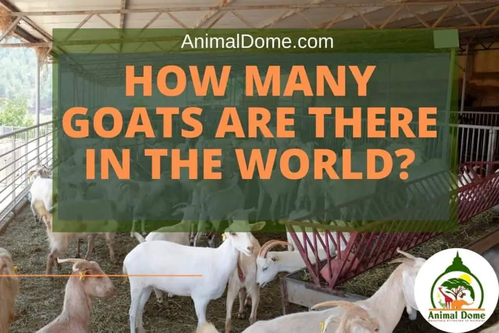 How Many Goats Are There In The World? USA? - Animal Dome